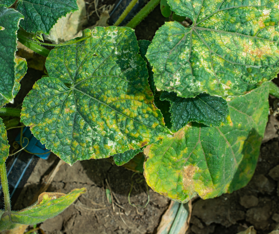 Lookout for Cucumber Downy Mildew | N.C. Cooperative Extension