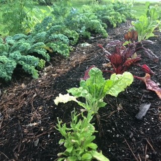 Vegetable Crop Rotation Tips | N.C. Cooperative Extension