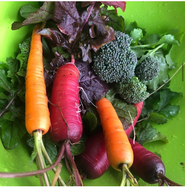 Planting Fall Carrots | N.C. Cooperative Extension