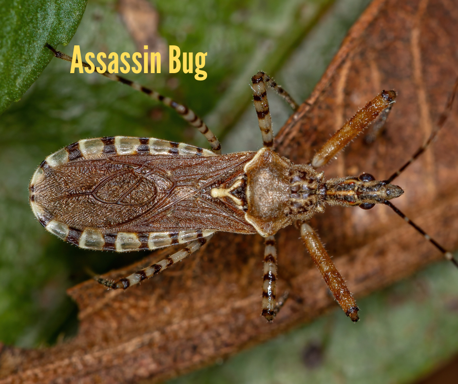 Damaging Vegetable Crop Insects | N.C. Cooperative Extension